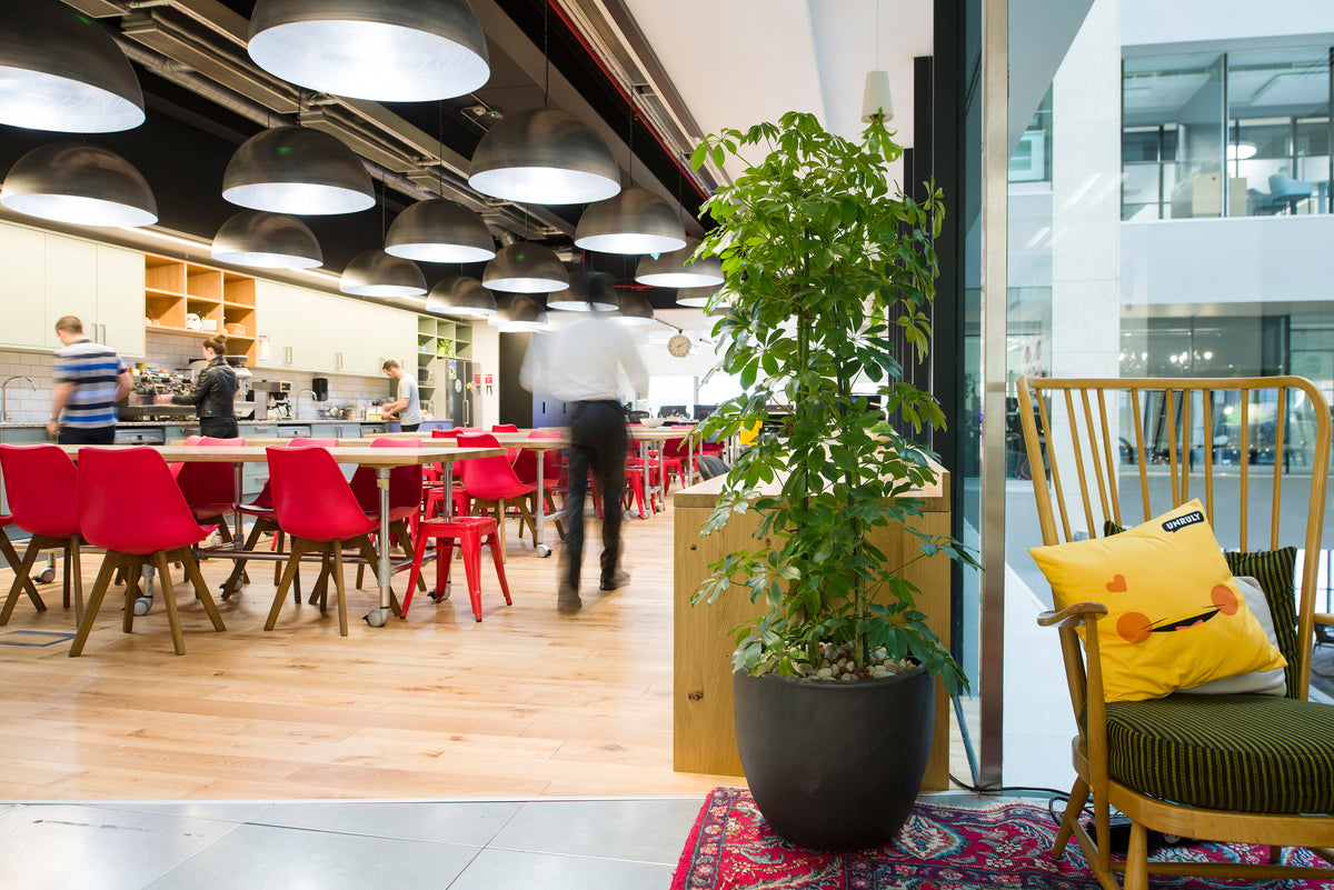 The benefits of Biophilic design in office space – Future ECOsystems